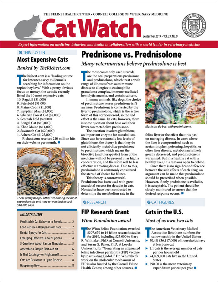 Catwatch Newsletter Subscription - Catwatch Newsletter