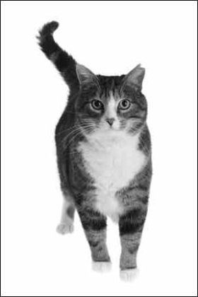 When to Worry About Tail Injuries - Catwatch Newsletter