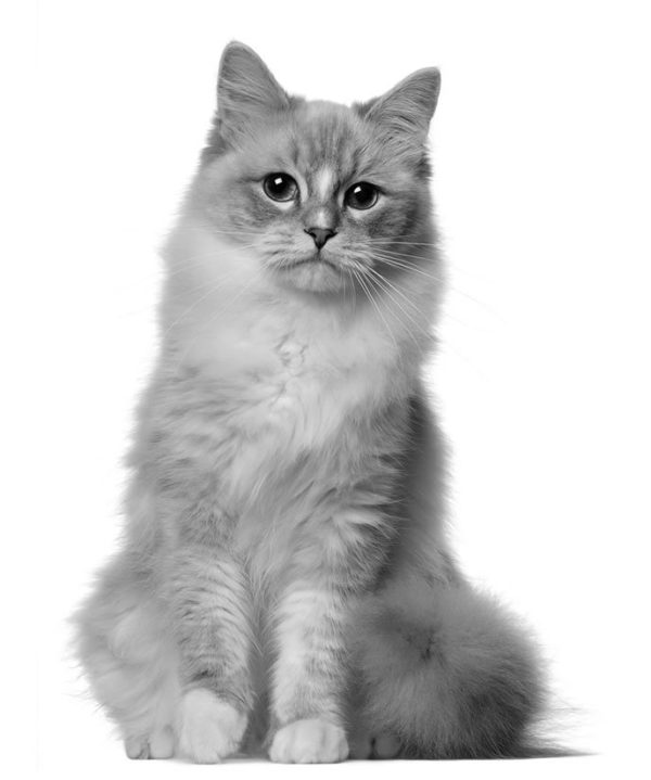 How to Handle a Fainting Episode - Catwatch Newsletter