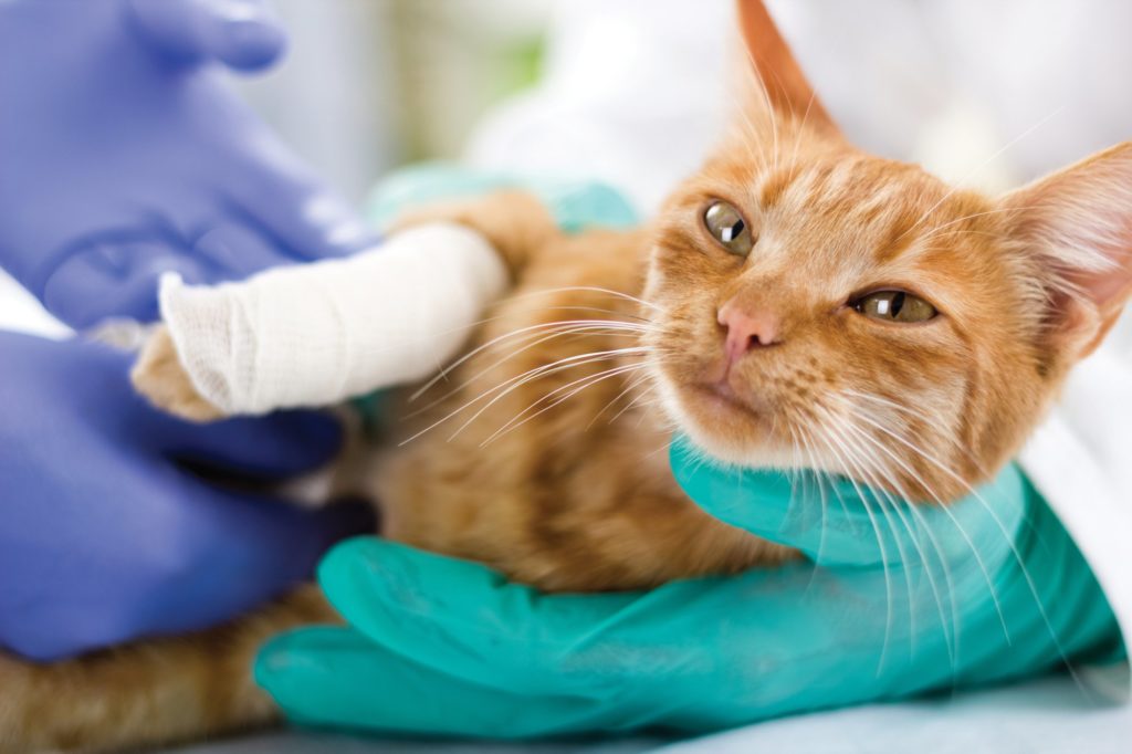 Feline Physical Rehabilitation - Catwatch Newsletter