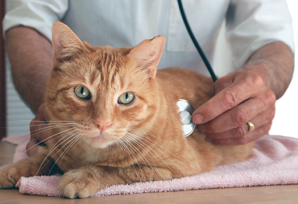 Congestive Heart Failure - Catwatch Newsletter