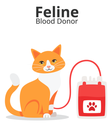 Blood Types and Donor Cats - Catwatch Newsletter