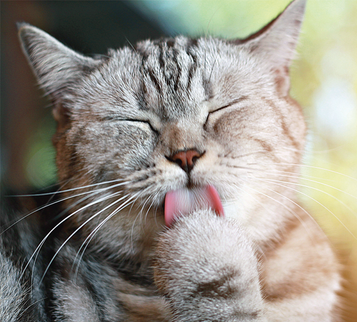 Avoid Getting Your Dander Up Catwatch Newsletter Avoid Getting Your Dander Up Catwatch Newsletter