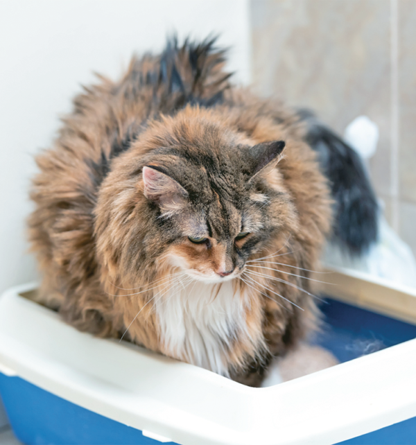 New Transitional Cell Carcinoma Treatment - Catwatch Newsletter