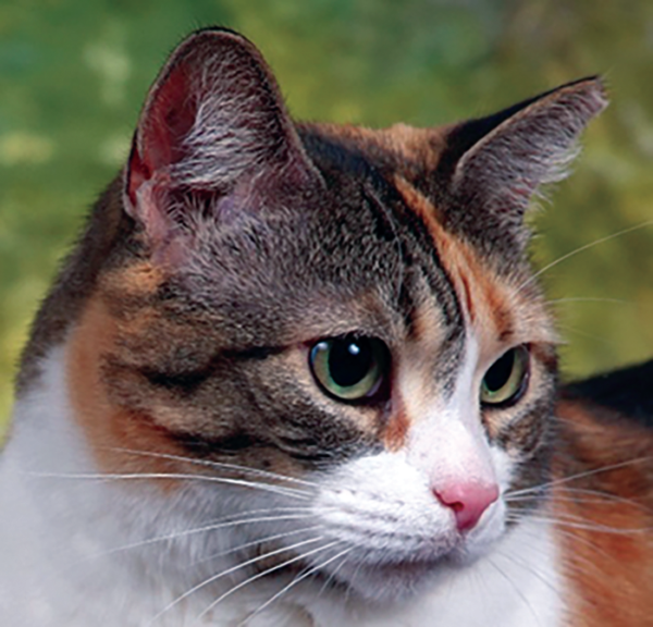 Thank You, Sweet Elizabeth - Catwatch Newsletter