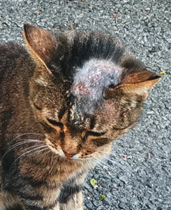 Treating Ringworm in Cats - Catwatch Newsletter