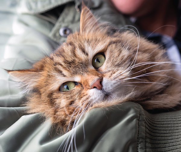 Living with a Terminal Diagnosis - Catwatch Newsletter