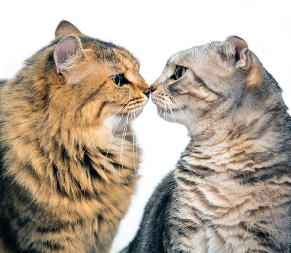 Adopting an FIV Positive Cat - Catwatch Newsletter