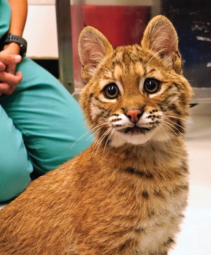 Cornell Team Treats Bobcat’s Fracture - Catwatch Newsletter