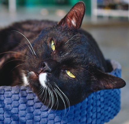 Time to Practice Your Slow-Blink Technique - Catwatch Newsletter