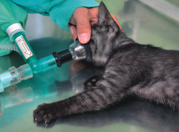 Anesthesia Expectations - Catwatch Newsletter