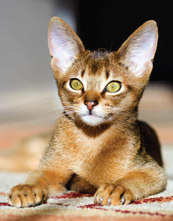 Progressive Retinal Atrophy - Catwatch Newsletter