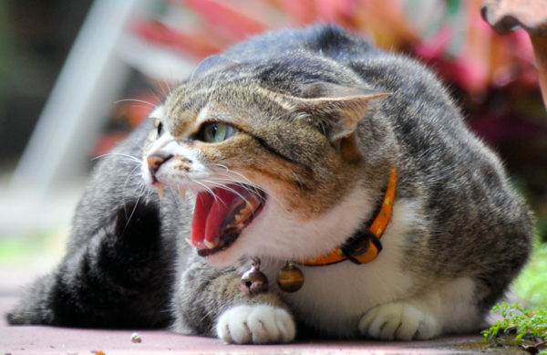 Angry, Aggressive Cats - Catwatch Newsletter Angry, Aggressive Cats - Catwatch Newsletter