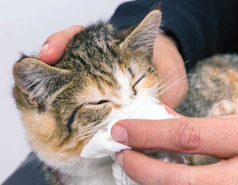 Nose Care for Your Cat - Catwatch Newsletter
