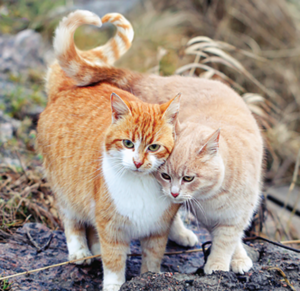 Learn to Read Your Cat’s Tail - Catwatch Newsletter