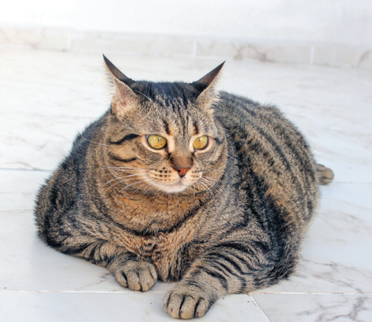 Food Archives - Catwatch Newsletter