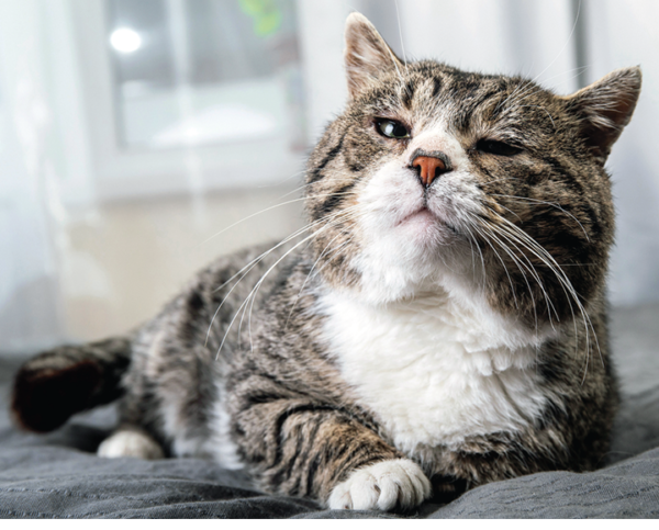 The Aging Cat Needs a Careful Eye - Catwatch Newsletter
