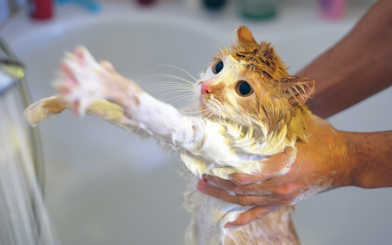 5 Things: Bath Time for Kitty - Catwatch Newsletter