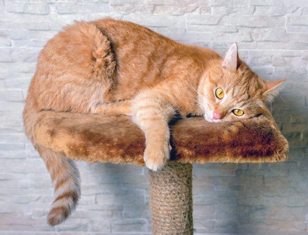 The Cat-Human Bond - Catwatch Newsletter