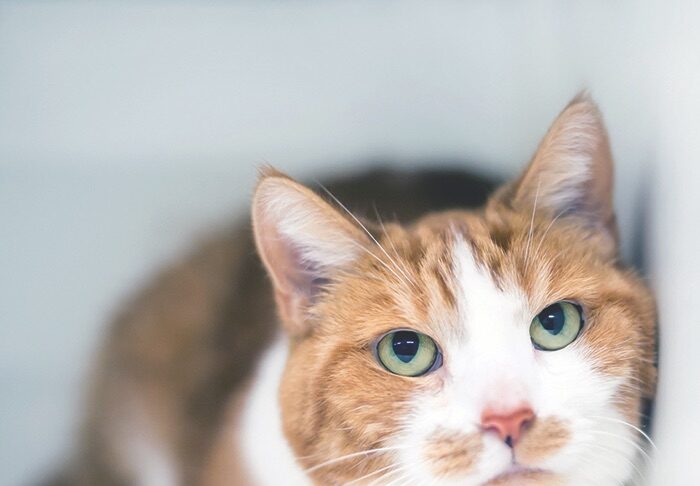 Home - Catwatch Newsletter