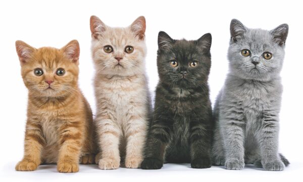 Cat Colors and Personalities - Catwatch Newsletter