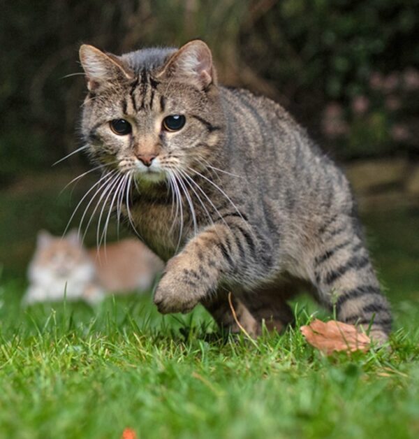 Cats’ Unique Evolutionary Adaptions - Catwatch Newsletter