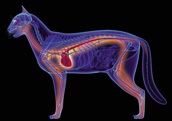 Most Common Heart Disease - Catwatch Newsletter