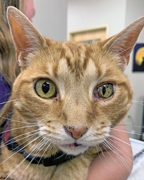 Horner’s Syndrome: Sign of Middle Ear Damage - Catwatch Newsletter