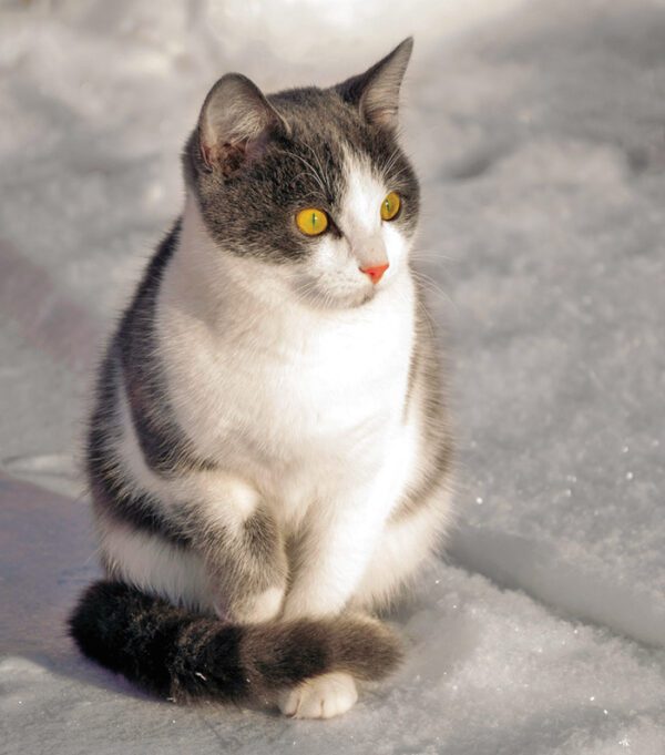 Treating Frostbite in Cats - Catwatch Newsletter