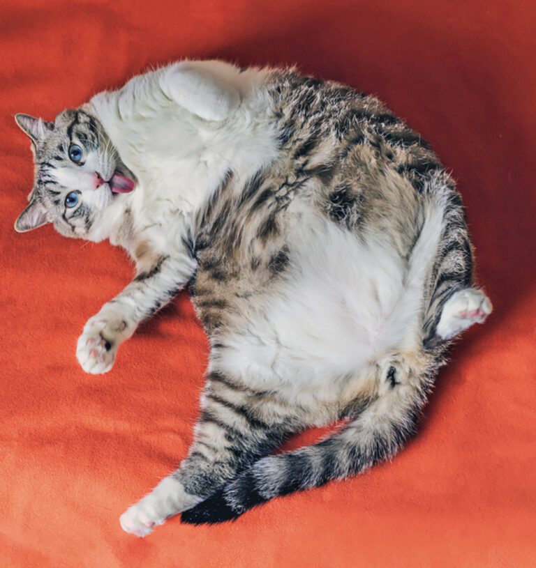 Skin Folds in Obese Cats - Catwatch Newsletter