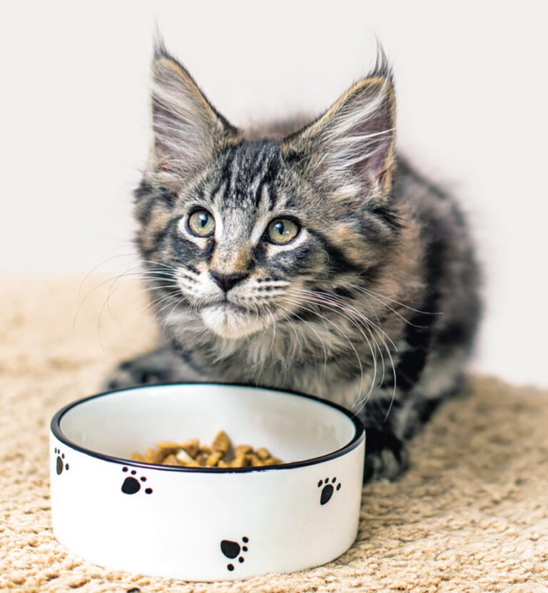 Managing Inflammatory Bowel Disease in Cats - Catwatch Newsletter