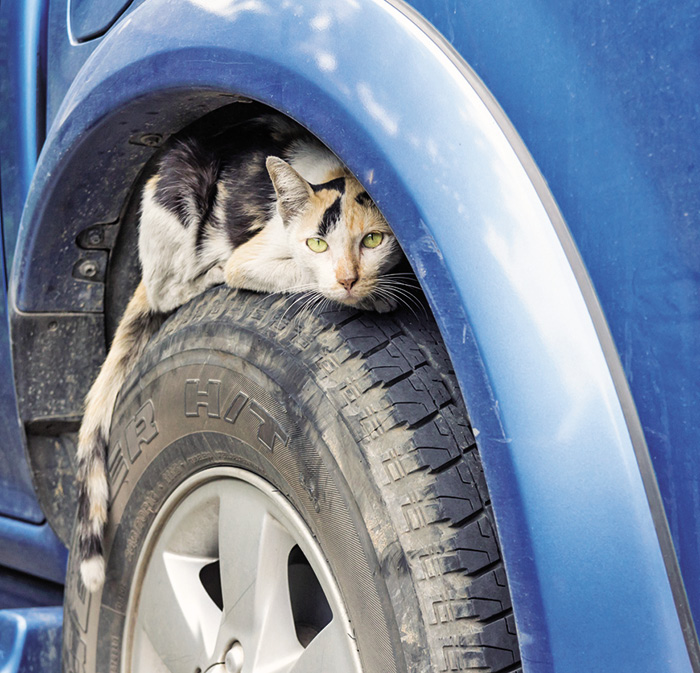 Head and Brain Injuries - Catwatch Newsletter