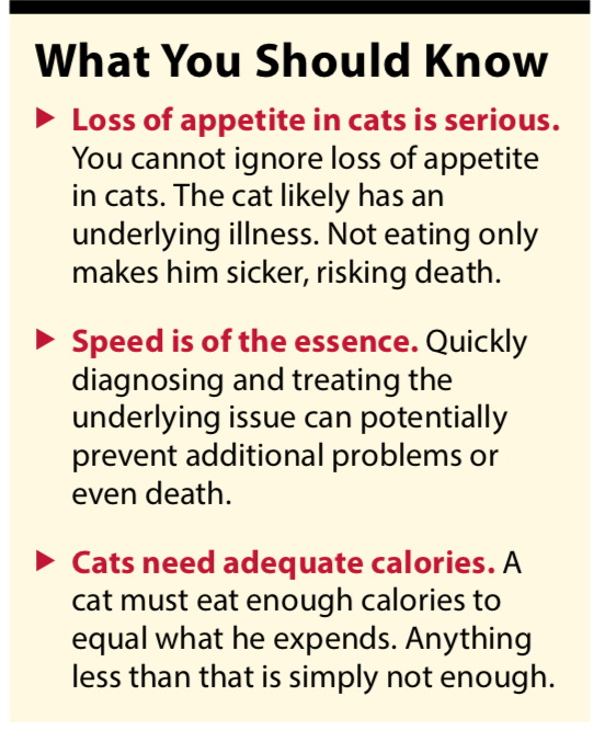 Deadly Decreased Appetite - Catwatch Newsletter