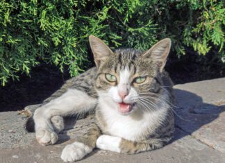 Registration Complete - Catwatch Newsletter