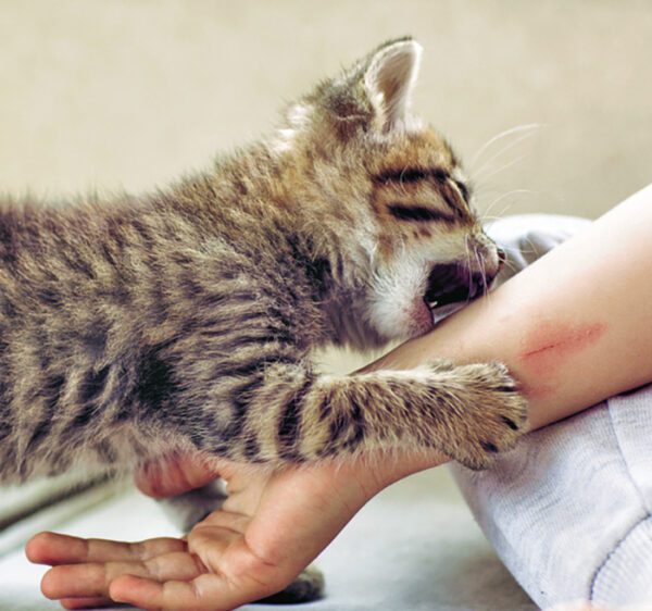 Bartonella Infections - Catwatch Newsletter