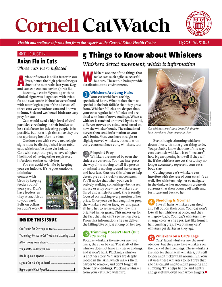 About Us - Catwatch Newsletter