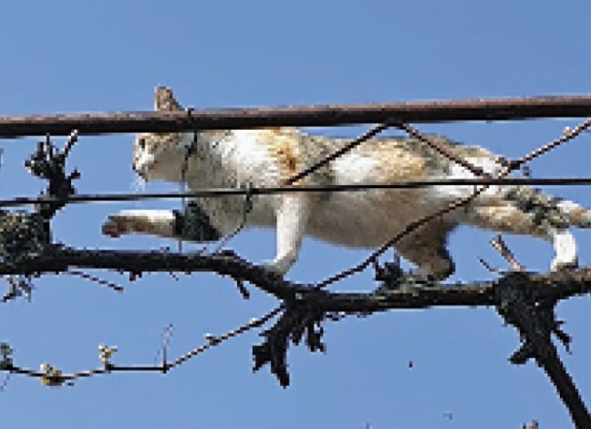 Registration Complete - Catwatch Newsletter