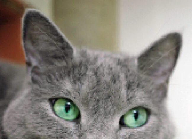 Registration Complete - Catwatch Newsletter