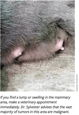 Mammary Cancer in Cats - Catwatch Newsletter