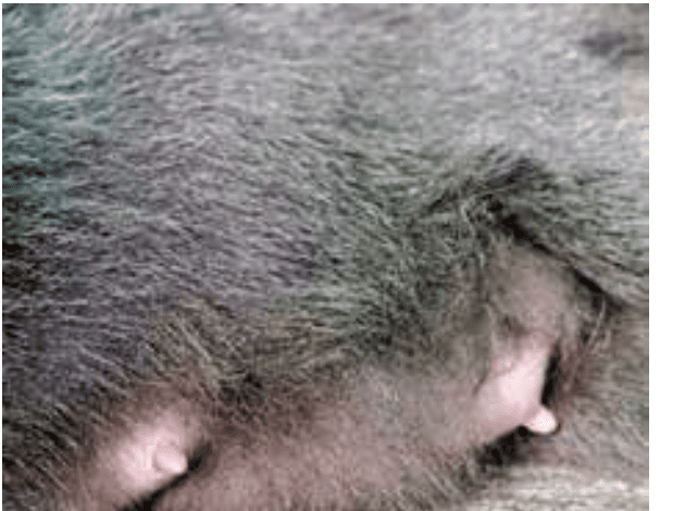 Registration Complete - Catwatch Newsletter