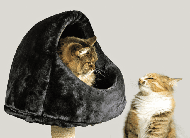 Registration Complete - Catwatch Newsletter