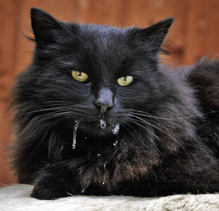 Cat Tongue Out And Drooling