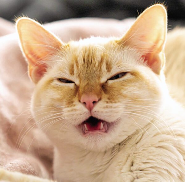 Laryngeal Diseases in Cats - Catwatch Newsletter