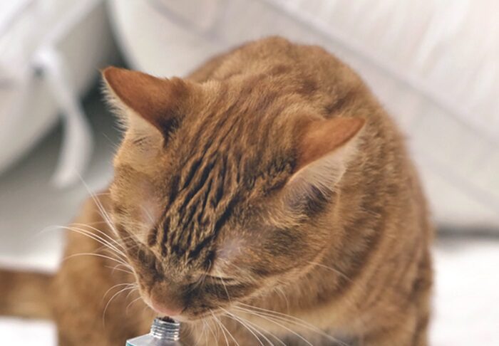 Home - Catwatch Newsletter