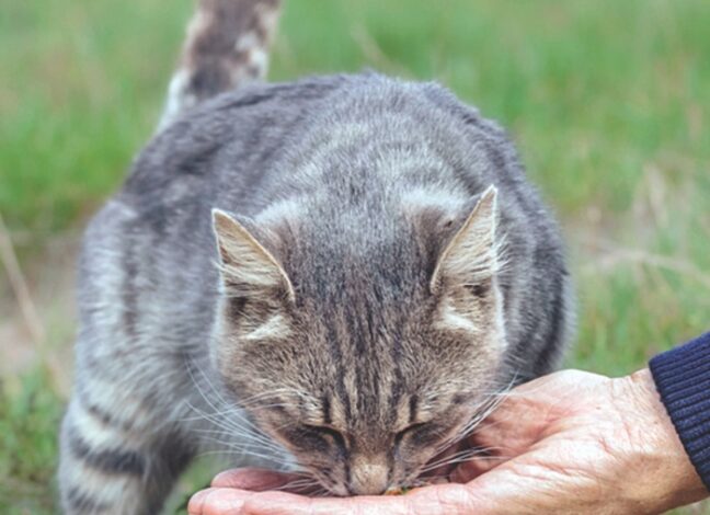 Registration Complete - Catwatch Newsletter