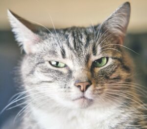 Development of Feline Facial Expressions - Catwatch Newsletter