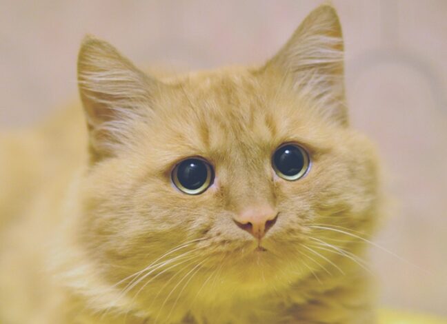 Registration Complete - Catwatch Newsletter