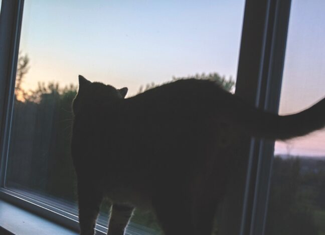 Registration Complete - Catwatch Newsletter