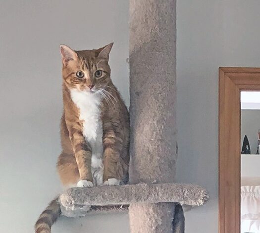 Registration Complete - Catwatch Newsletter