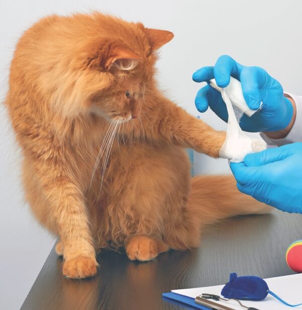 Cat Paw Pad Problems - Catwatch Newsletter